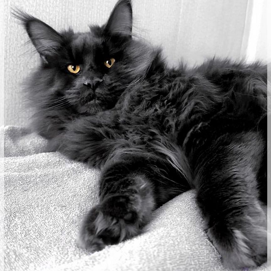 Мейн-кун котёнок