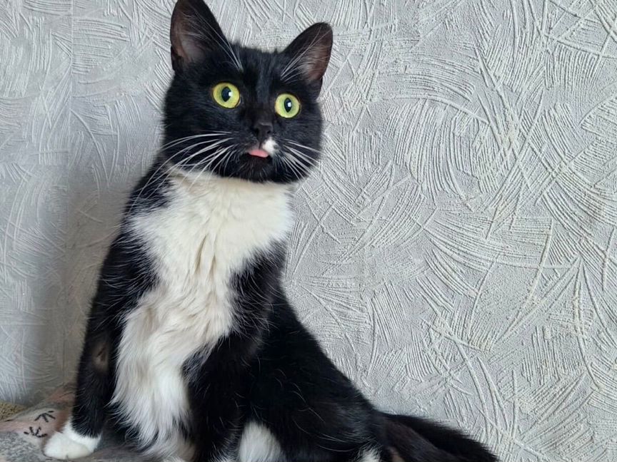 Ласковая и веселая кошечка Черника