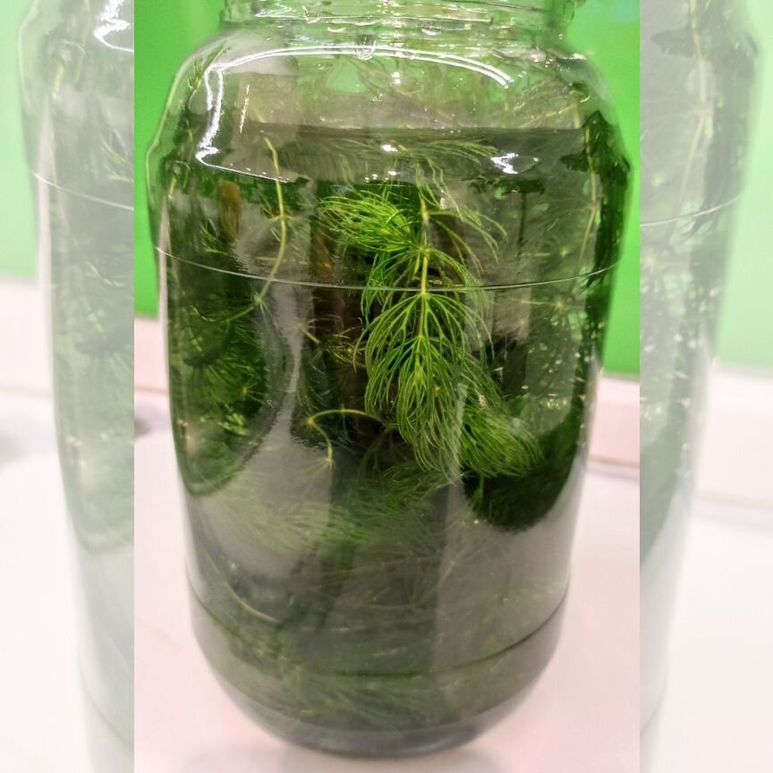 Аквариумные растения. Роголистник