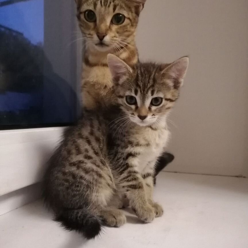 Котята от мышеловки ищут дом