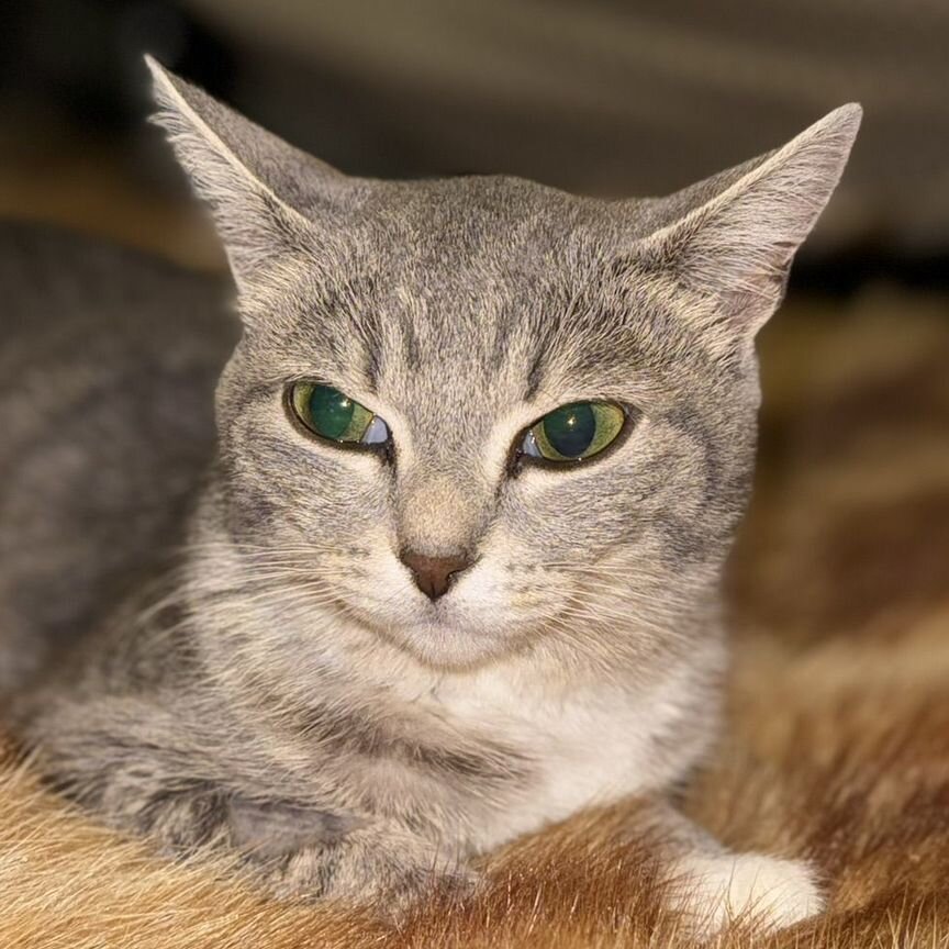 Миниатюрная кошечка в добрые руки