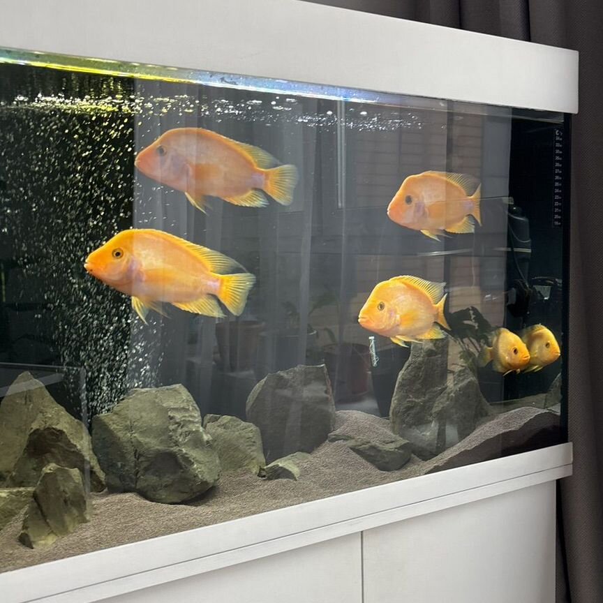 Цихлазома цитроновая