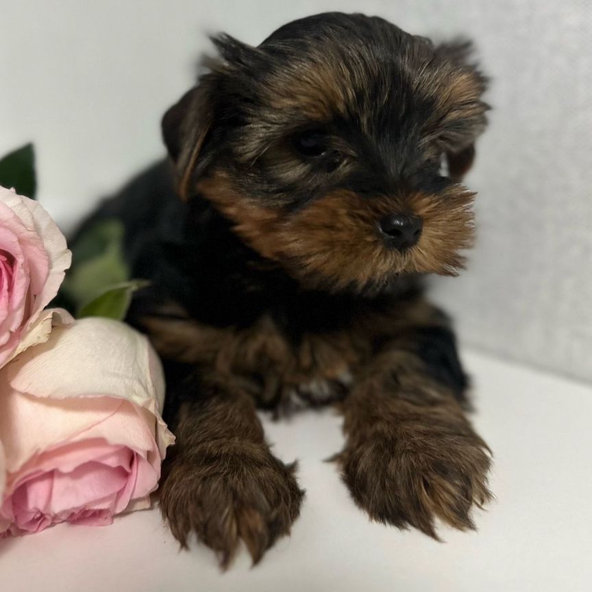 Йоркширский терьер, щенок