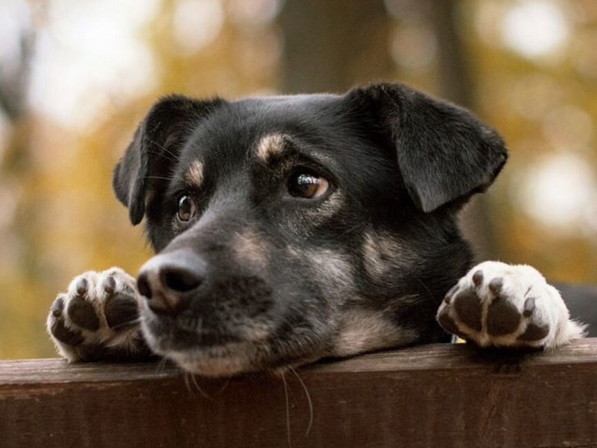 Уникальная собачка в добрые руки