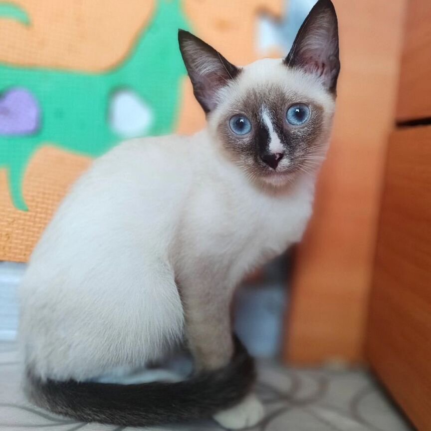 Кошка с котятами