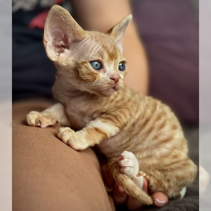 Девон-рекс котёнок