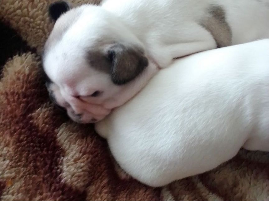 Французики малыши