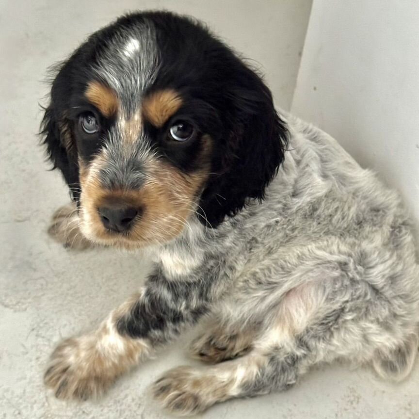 Английский кокер-спаниель, щенок