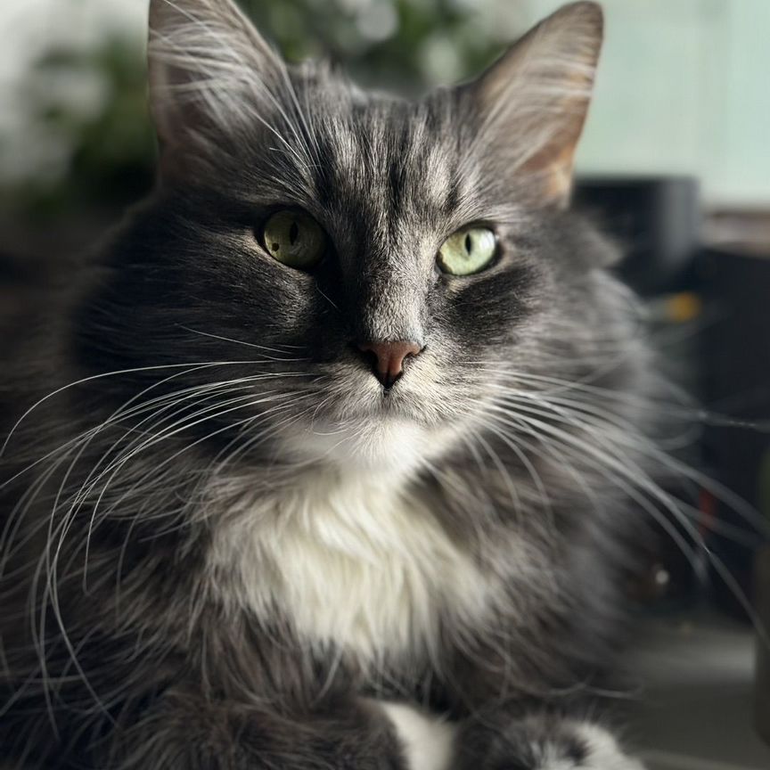 Кот