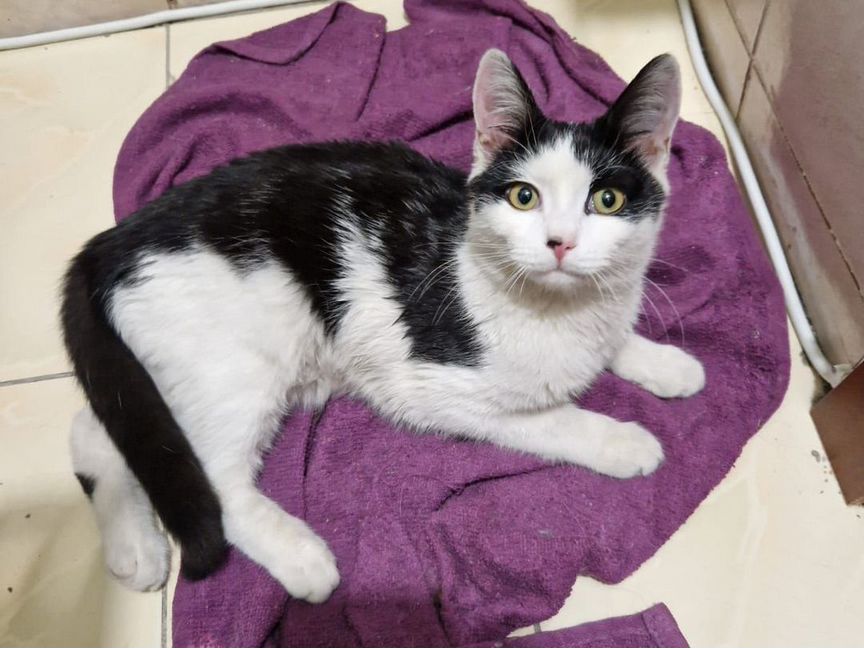 Котенок Чаплин ищет семью