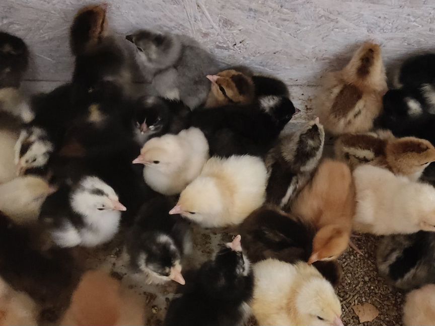 Цыплята домашние