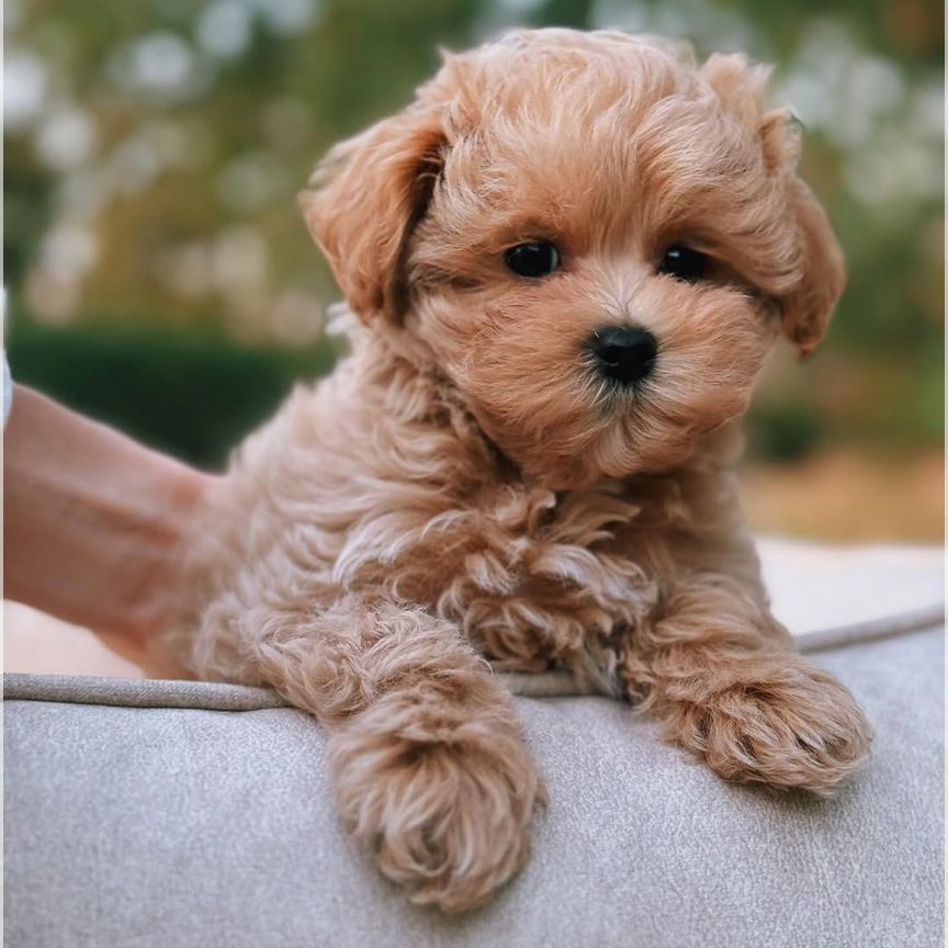 Мальтипу, щенок