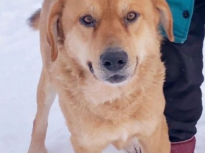 Кому охранника в дар