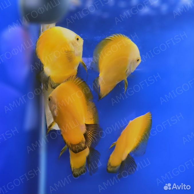 Дискус Мальборо желтый (Symphysodon aequifasciatu