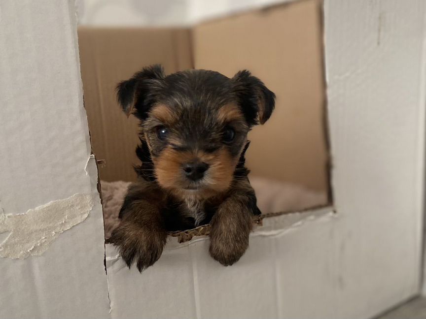 Йоркширский терьер мини