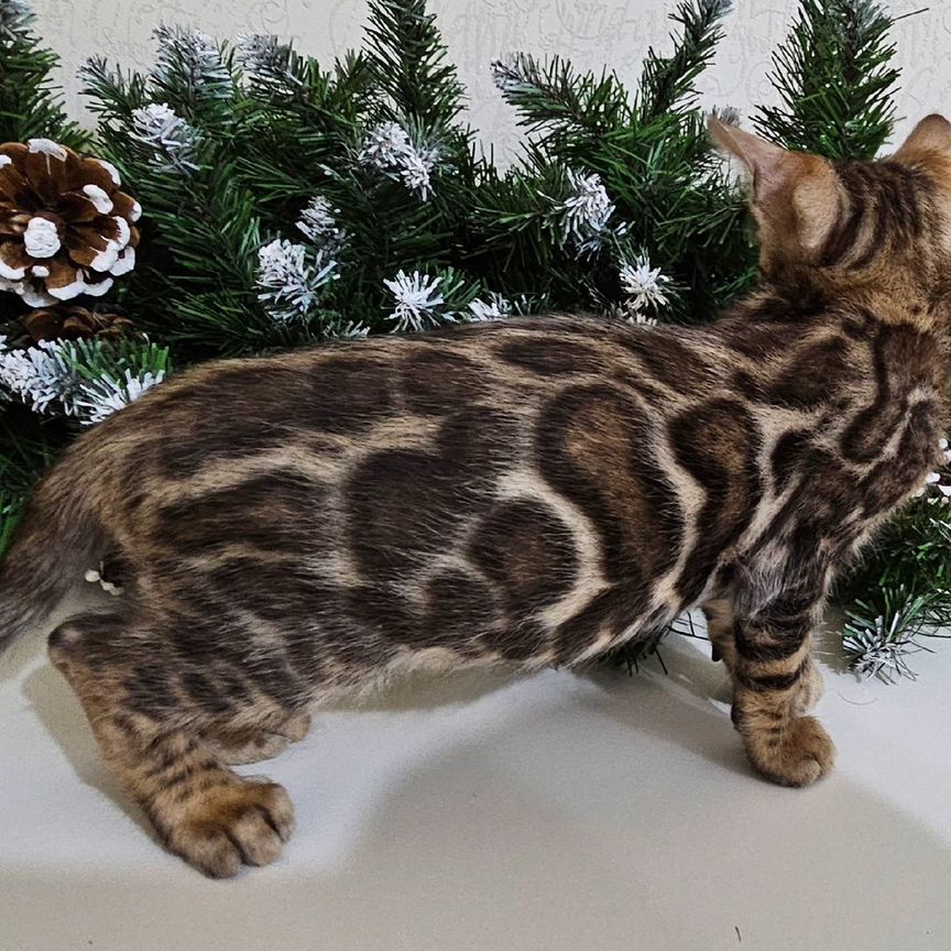 Бенгальские котята шоу класса