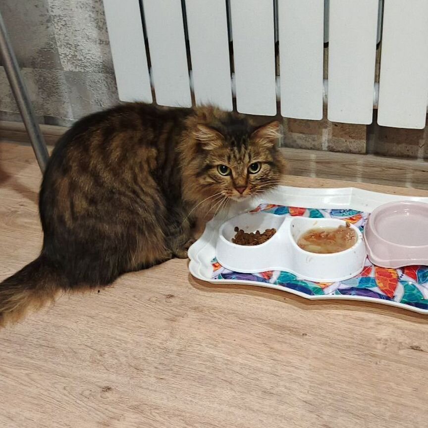 Отдам кота в добрые руки бесплатно