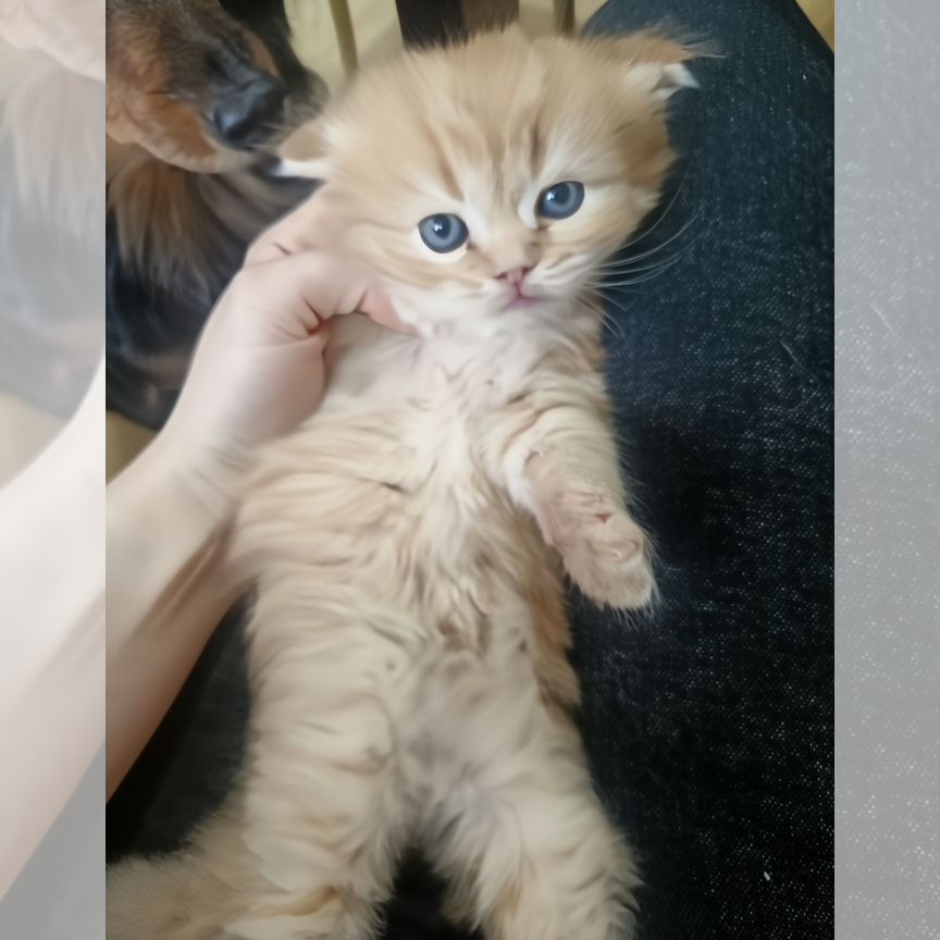 Шотландский вислоухий длинношёрстный котёнок