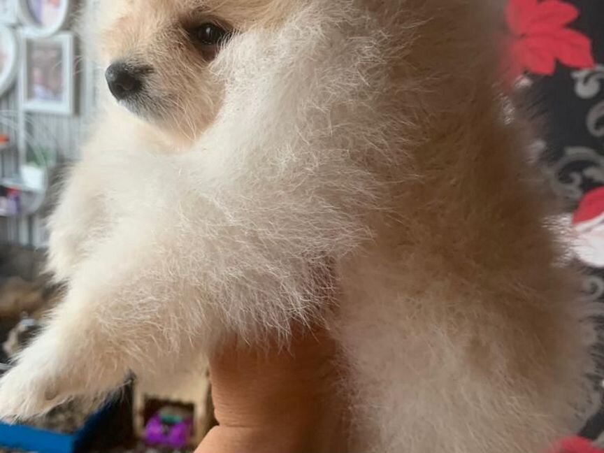 Шпицули мини