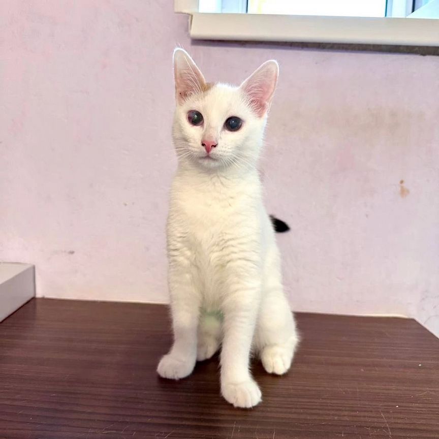 Белые котята