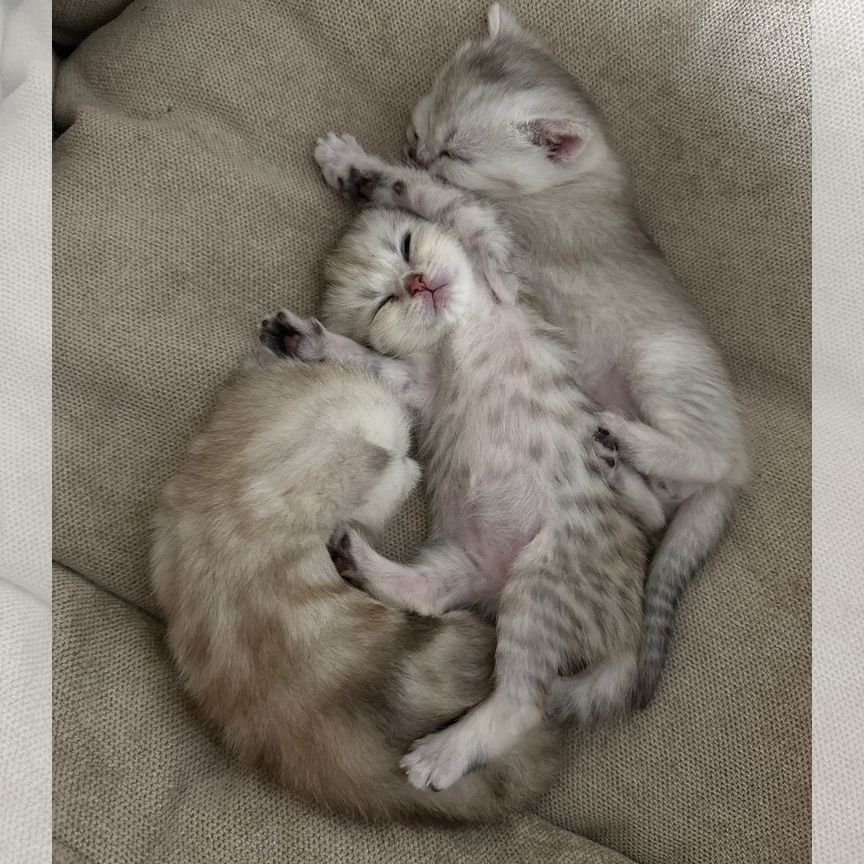 Британский короткошёрстный котёнок