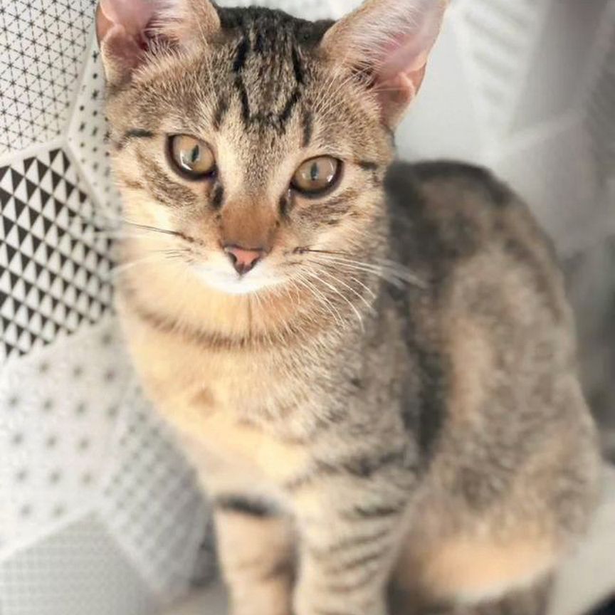 Котёнок Зефир