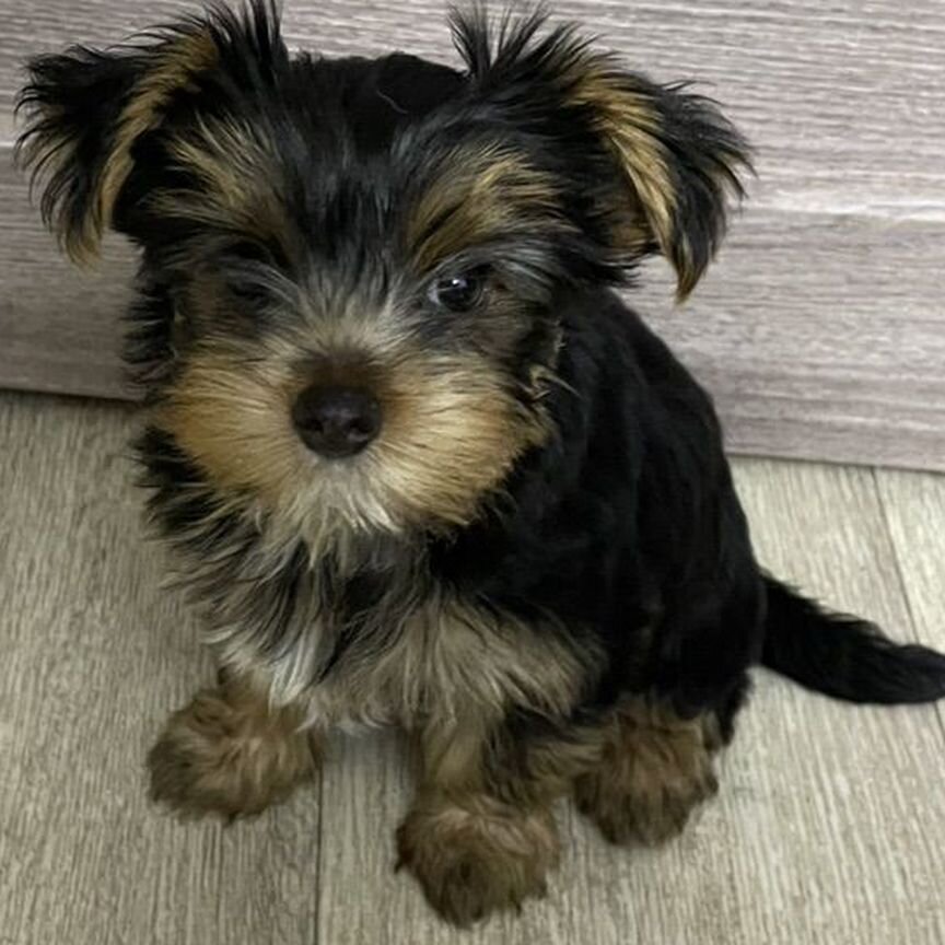 Йоркширский терьер, щенок