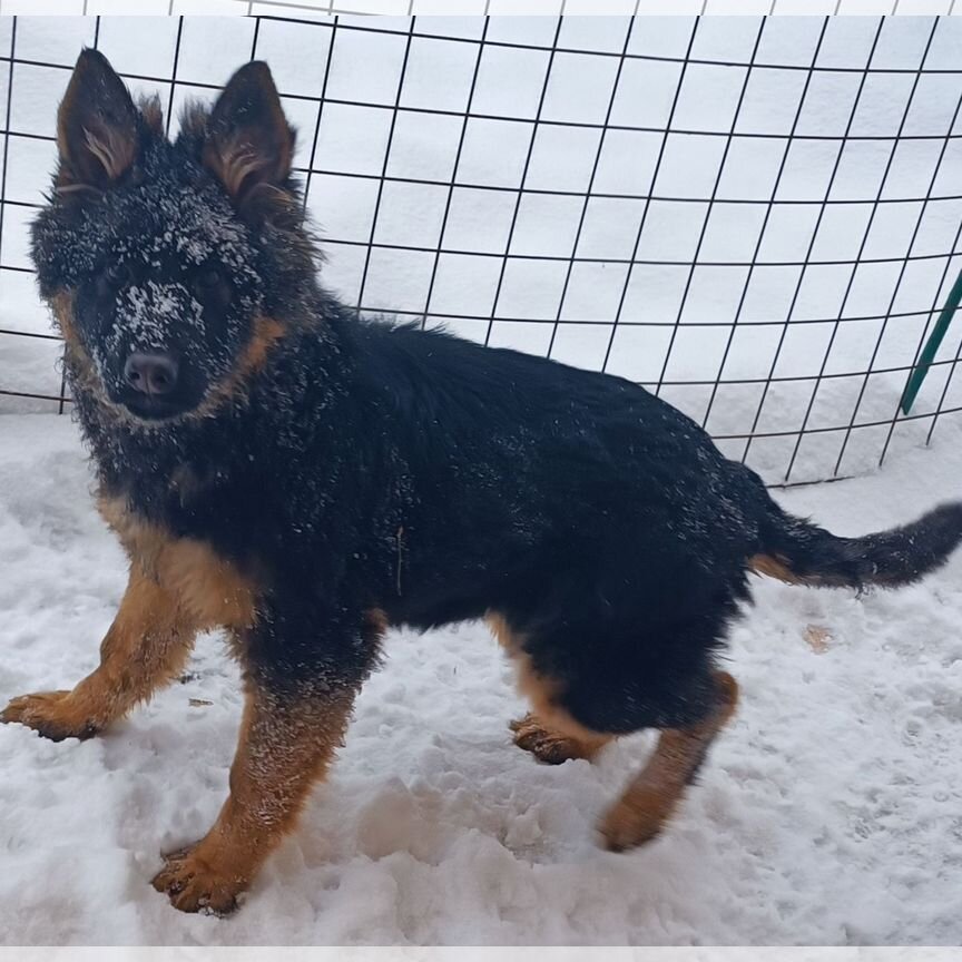 Немецкая овчарка, щенок