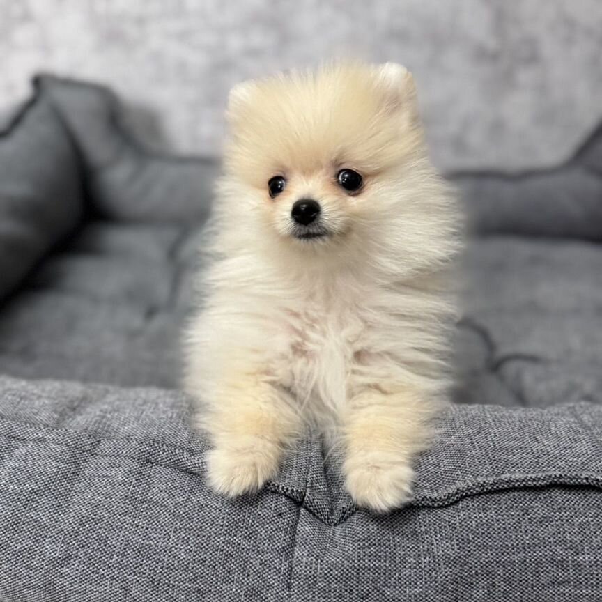 Шпиц мальчик