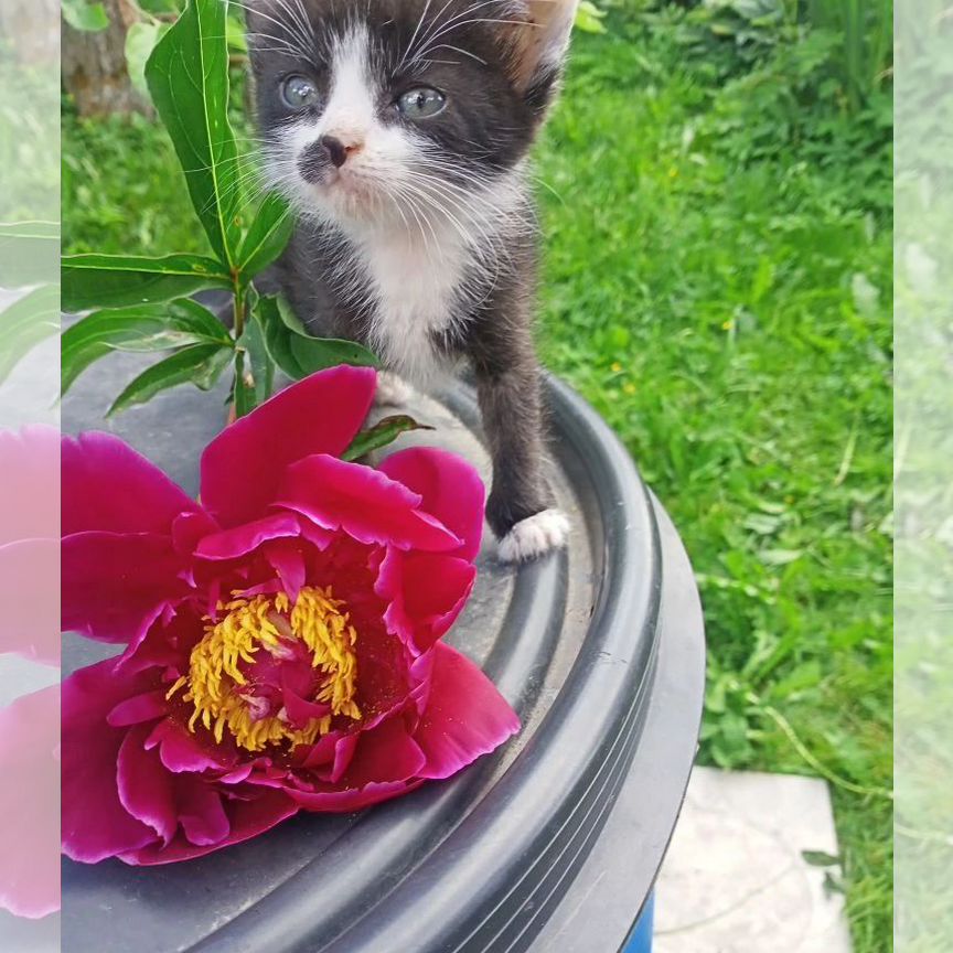 Котёнок в добрые руки