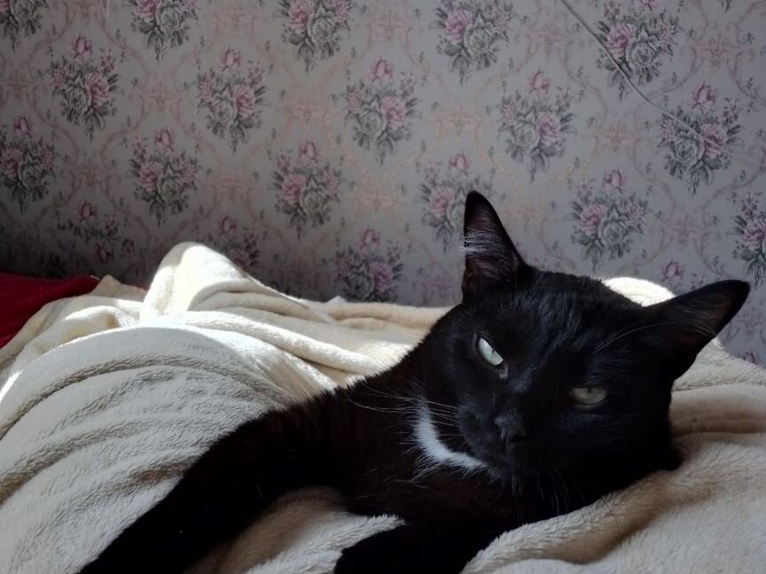 Черная кот с зелеными глазами