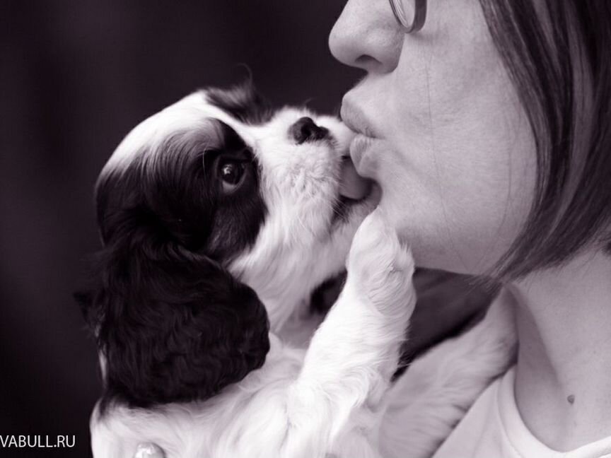 Кавалер кинг чарльз спаниель щенки