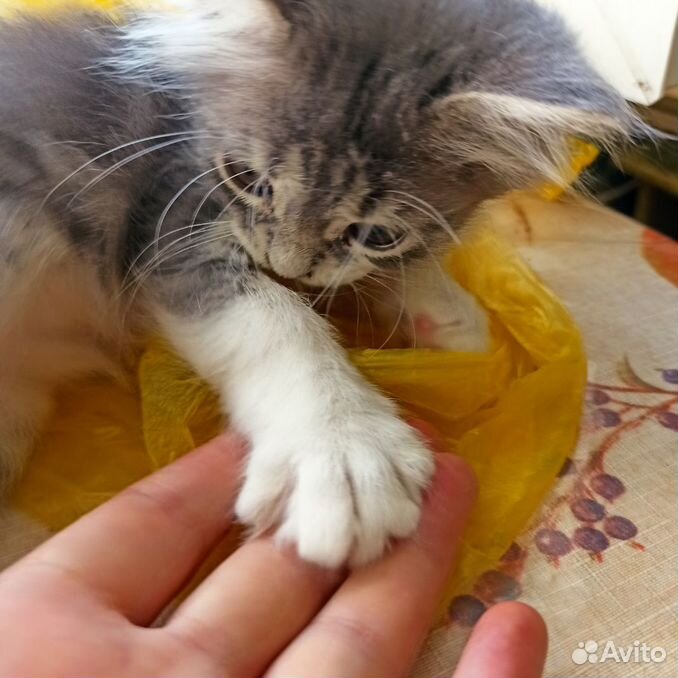 Вот такая маленькая красота ищет дом