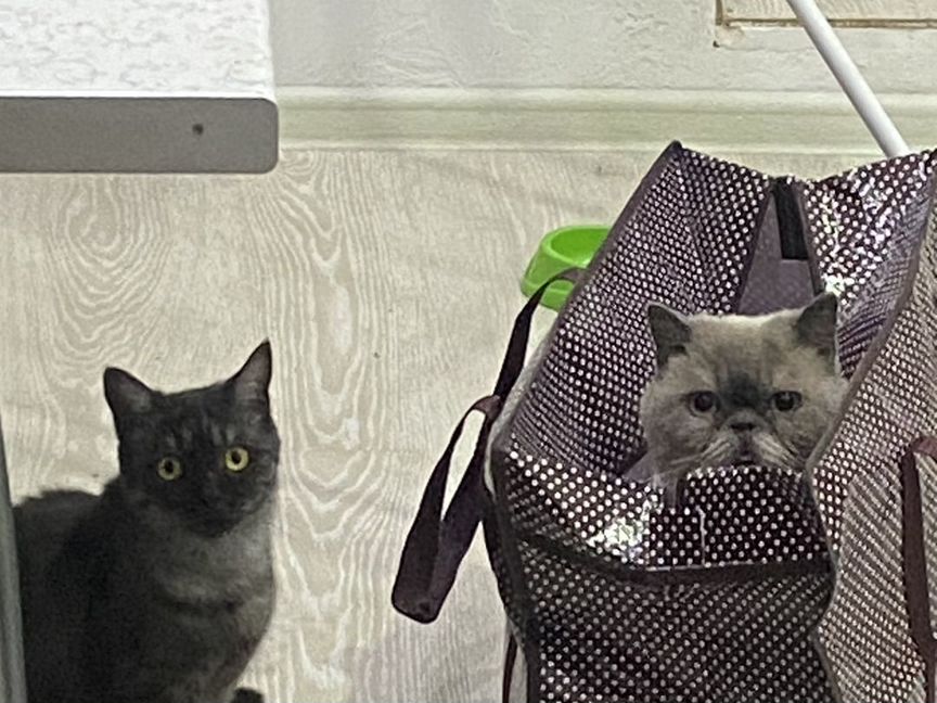 Коты в добрые руки