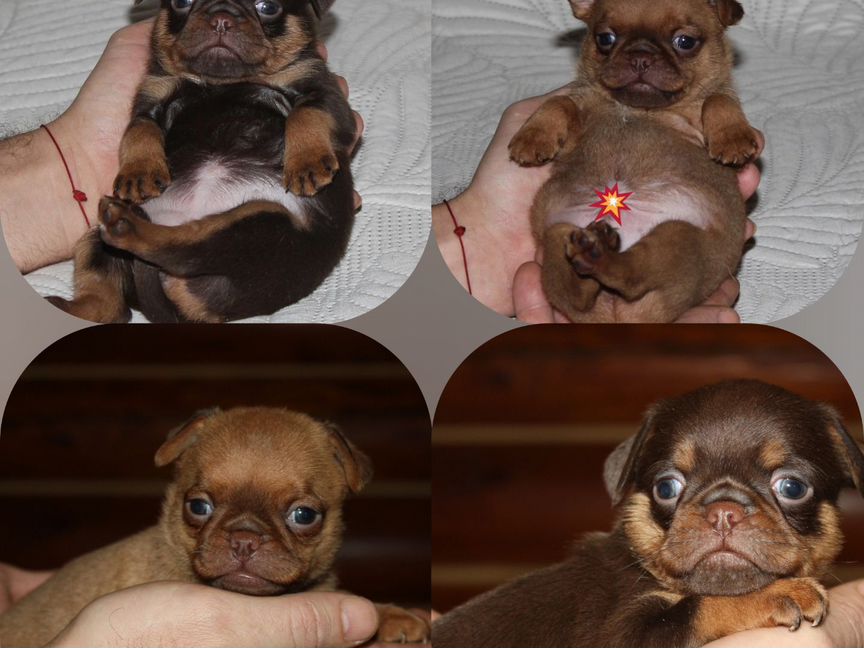 Щенки пти брабансона