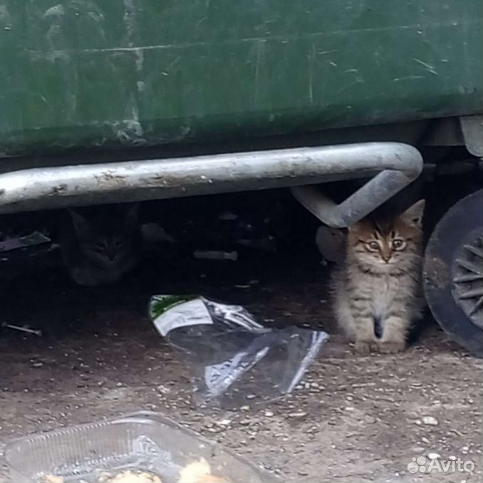 Котята бездомыши погибают