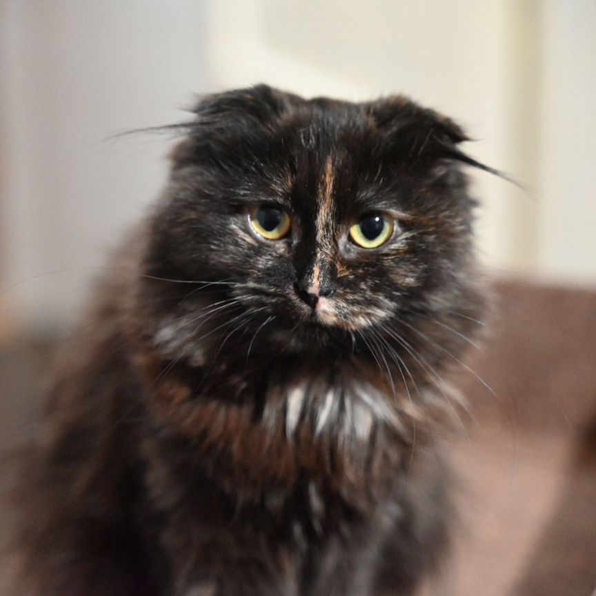 Красивая вислоушка (из приюта)