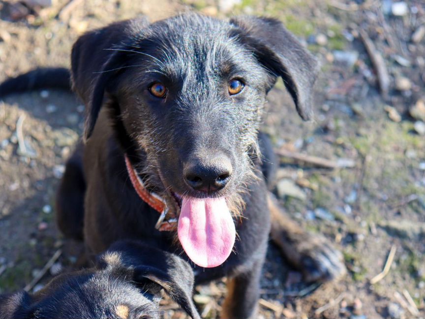 Собака в добрые руки