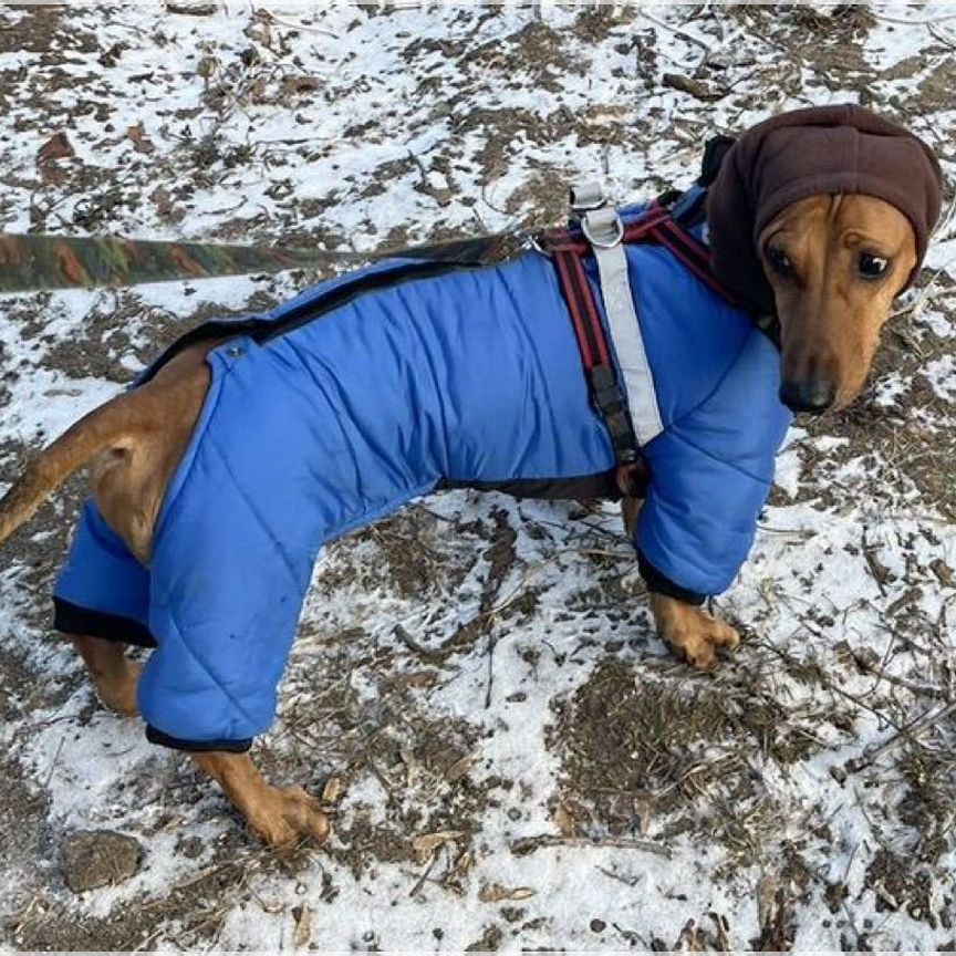 Зимний комбинезон для таксы собаки кобель