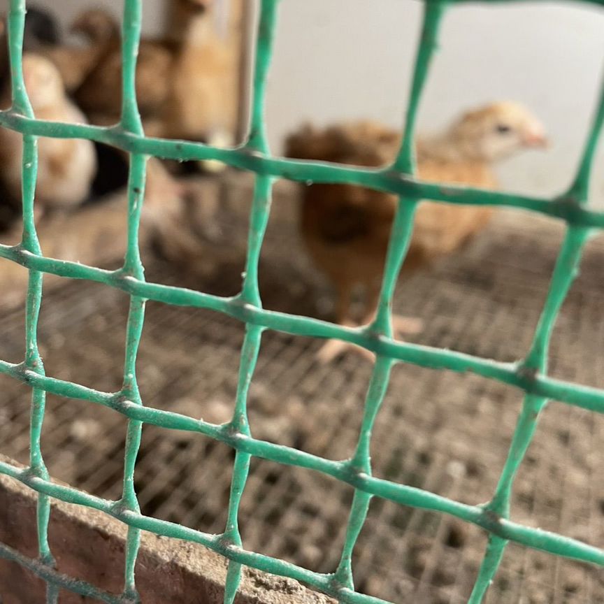 Курочки несушки цыплята