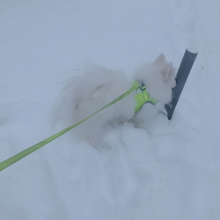 Японский шпиц, щенок