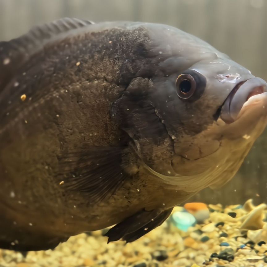 Аквариум с тумбой 120 л