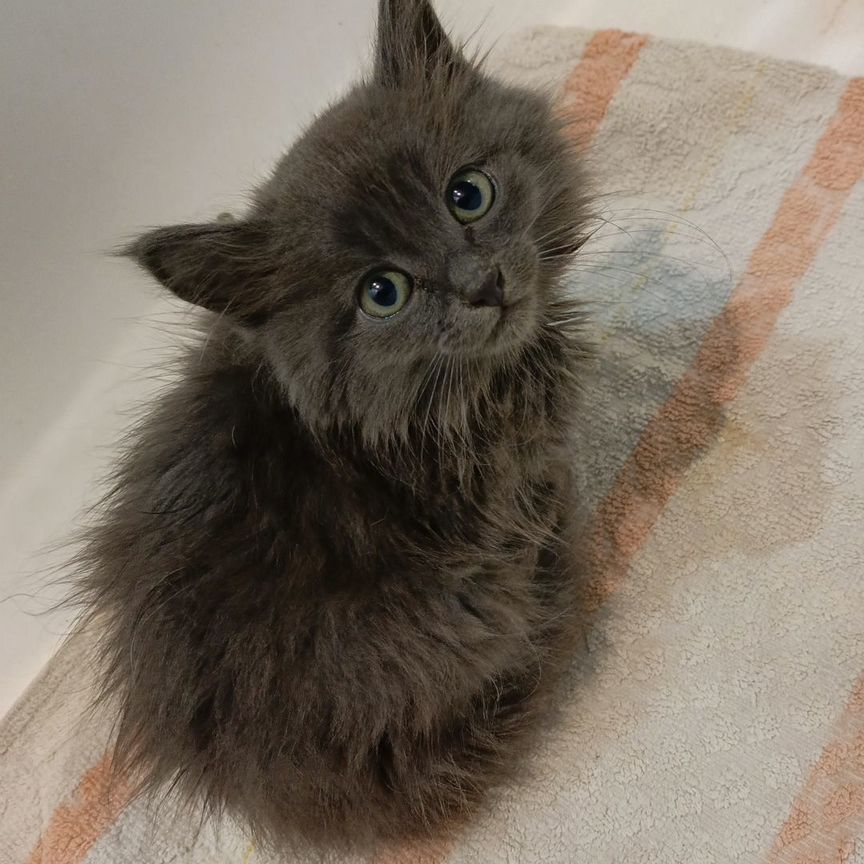 Котёнок в добрые руки