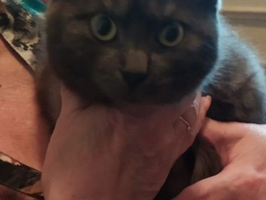 Кошка