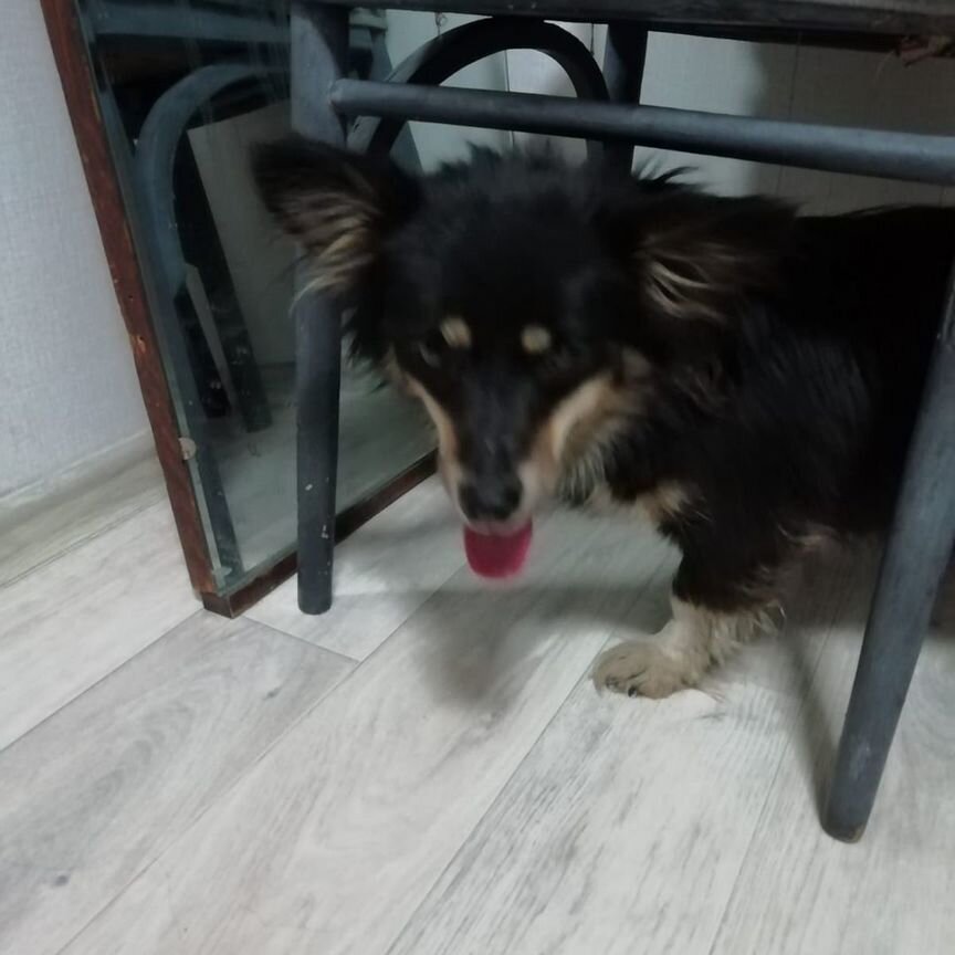 Отдам маленькую собачку в добрые руки