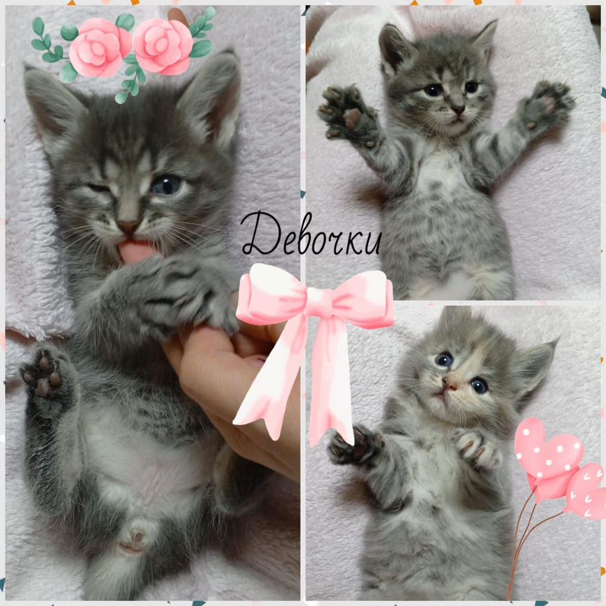 Котятки ищут семью