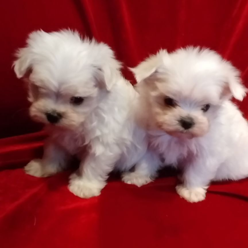 Мальтийская болонка, щенок