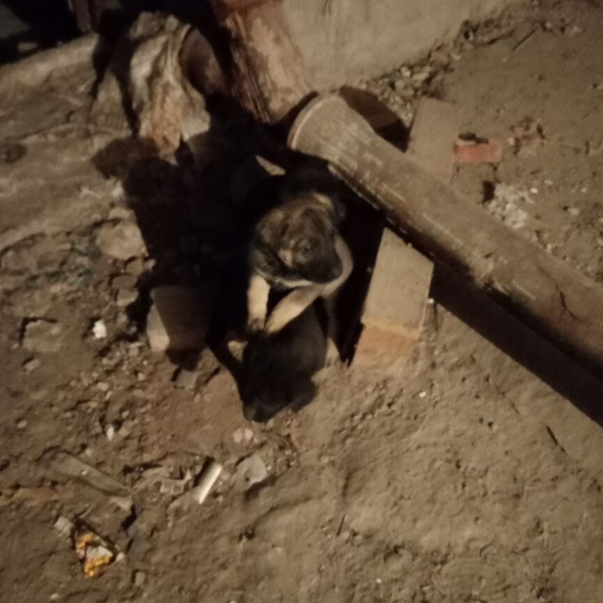 Верю в чудо в Рождество