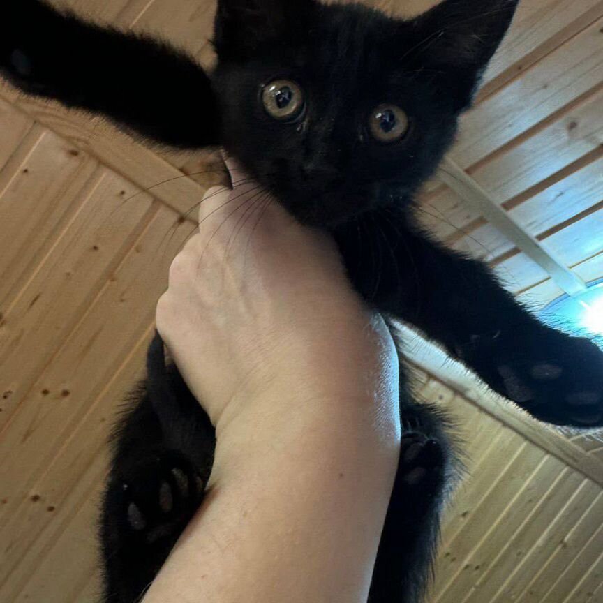 Котенок черный