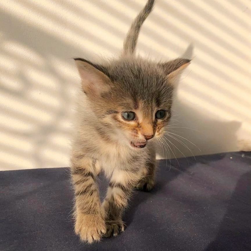 Малышка Мона ищет дом